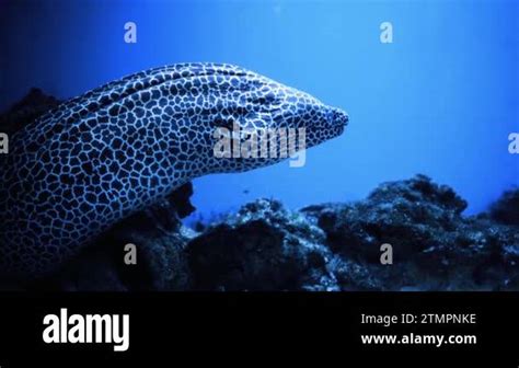Close Up Of A Mediterranean Moray Eel Swimming Underwater In An