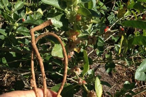 14 Herbs That Will Boost Your Sex Drive Yourtango