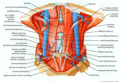 Thyroid Gland Anatomy Netter