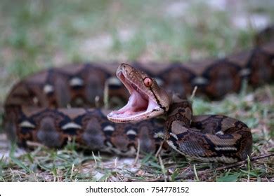 Python Mouth Open Over Royalty Free Licensable Stock Photos Shutterstock