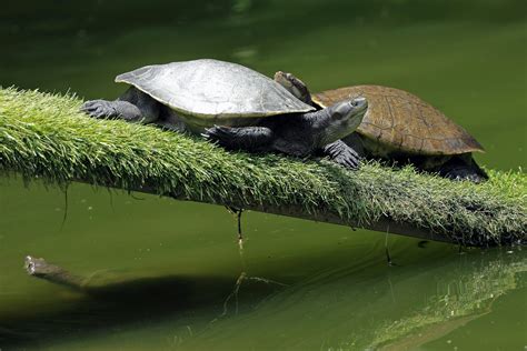 Two Turtles Are Sitting On A Piece Of Grass Photo Free Birdworld