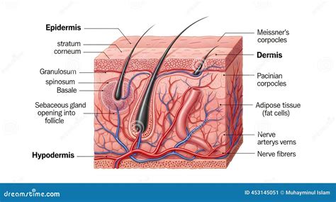 Cross Section Of Human Skin With Epidermis Dermis And Hypodermis Layers