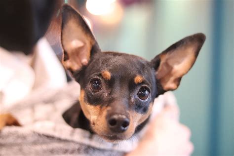 부산 2020 0191 미니핀 꽃순이 책임분양 강아지무료분양 고양이무료분양 도그마루 보호소 유기견 강아지입양 유기견입양 고양이입양 유기견무료분양 유기묘보호소