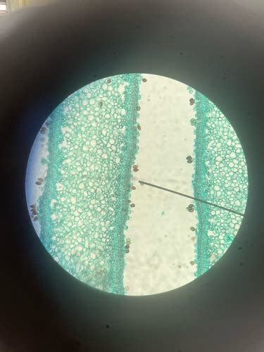 Fungi Basidomycota Flashcards Quizlet