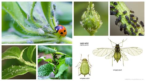 Balkan Ecology Project Aphids Their Biology Behavior And Methods Of Control