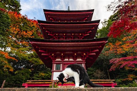 招き紅葉猫 GANREF