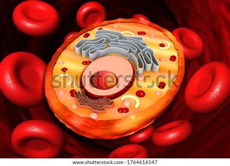 Cell Cross Section Structure Cell Anatomy стоковая иллюстрация 1764616547 Shutterstock