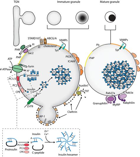 Insulin Granule Maturation Proinsulin Processing To Insulin Occurs
