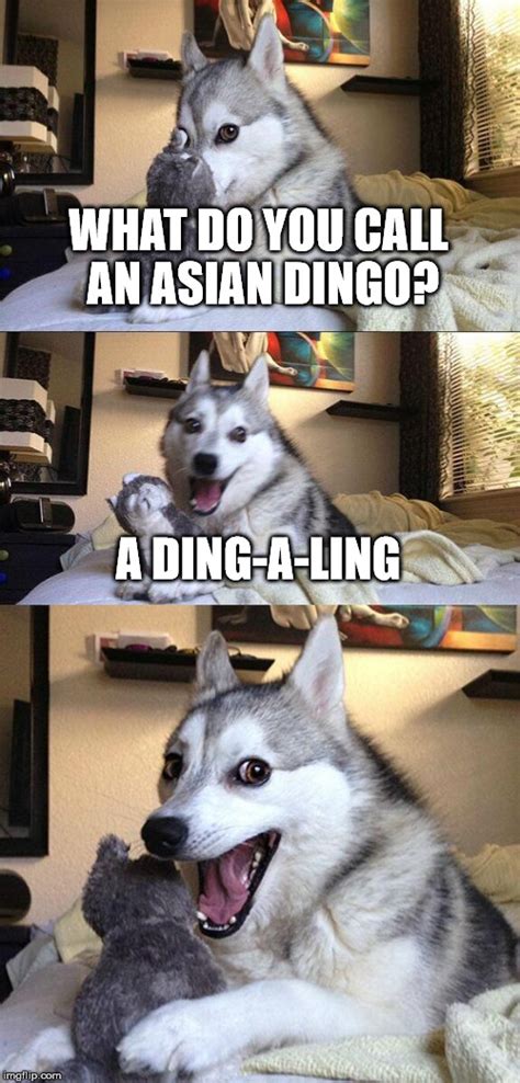 Asian Dingo Memes And S Imgflip