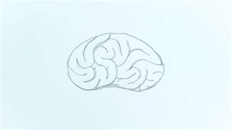 Simple Brain Drawing