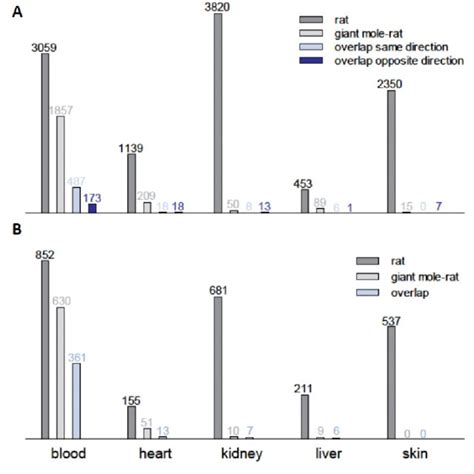 Comparative Transcriptomics In Giant Mole Rats And Laboratory Rats Of