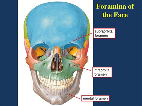 Ppt Skull Cranial Nerves Arteries Veins And Meninges Powerpoint