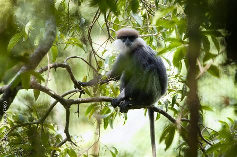 The Purple Faced Langur Semnopithecus Vetulus Is Eating Food A
