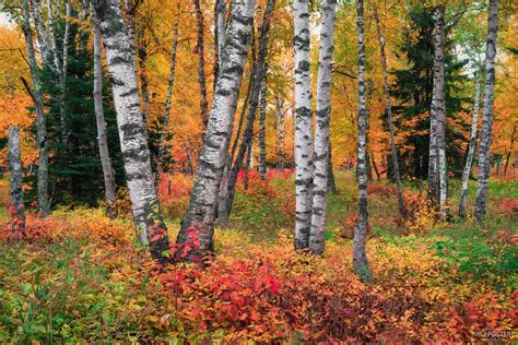 Catching Fire Superior National Forest Minnesota Max Foster Photography