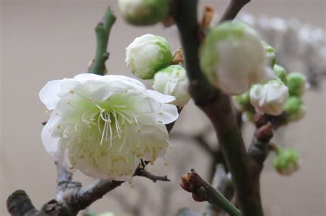 Nippon Ume