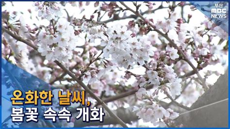 온화한 날씨 봄꽃 속속 개화 2023 03 18 토 뉴스데스크 부산MBC YouTube
