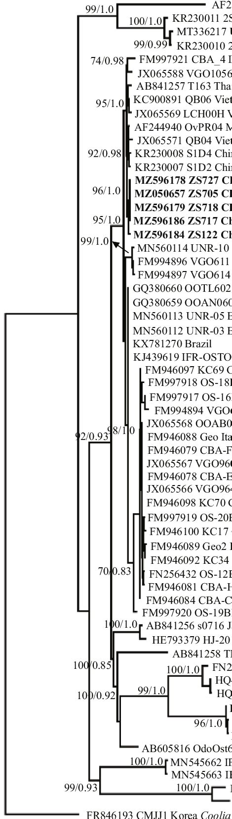 Phylogenetic Tree Of Partial Lsu Rdna D1 D3 Sequences Of Ostreopsis