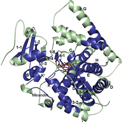List Of Cyp Structures Analyzed In This Work Cyp Pdb Entry Resolution