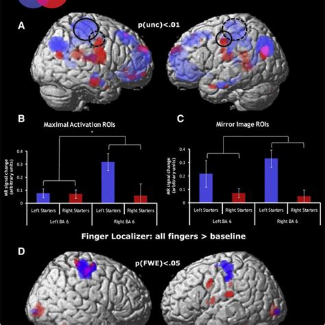 Activation Of Left And Right Starters In Precentral Gyrus Ba 6 A Download Scientific