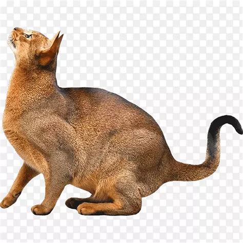 阿比西尼亚暹罗猫索马里猫西伯利亚猫小猫PNG图片素材下载 图片编号4406450 PNG素材网