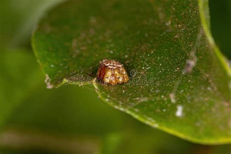 Assassin Bug Eggs Stock Image Image Of Garden Assassin 227439891