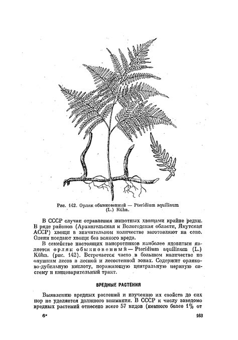 Строение папоротника орляка красивые картинки и обои на рабочий стол