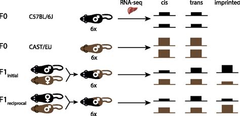 Extensive Compensatory Cis Trans Regulation In The Evolution Of Mouse