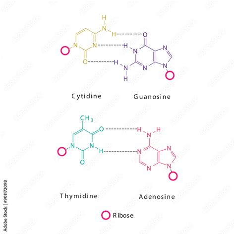 Diagram Showing Hydrogen Bonds Between Dna Nitrogenous Bases Cytidine