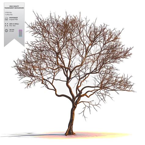A Bare Tree With No Leaves On Transparent Background Premium AI Generated PSD