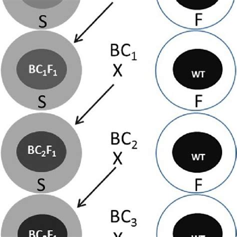 Schematic Diagram Representing Backcross Breeding Programme Figure