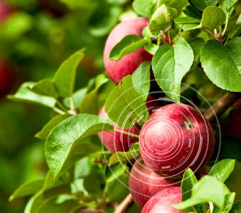 Apple Tree Fertilizer Haifa Group