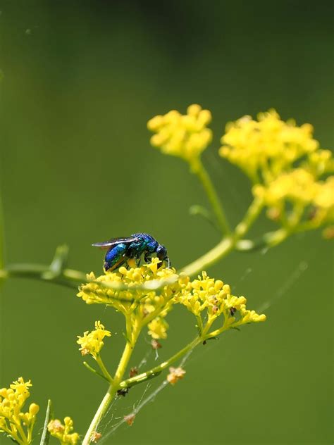 オオセイボウ atahoziziの蝶蛉輪花