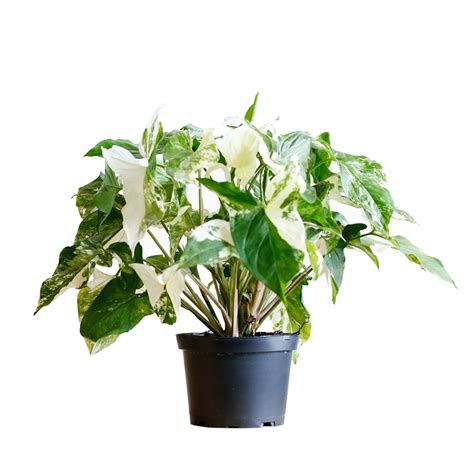 花叶牛奶白锦合果芋室内阳台植物绿植盆栽耐热好养植迷者 虎窝淘