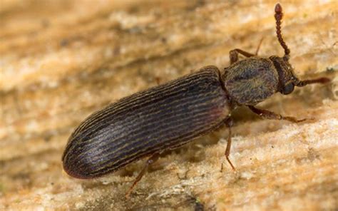 Wood Borer Control Pest Control Services Care Pest Control Dhaka