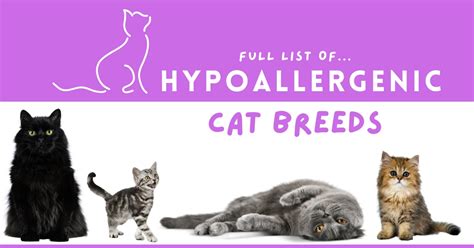 Hypoallergenic Cat Breeds List