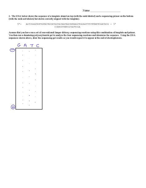 Solved Using The DNA Sequences Shown Above Draw The Chegg