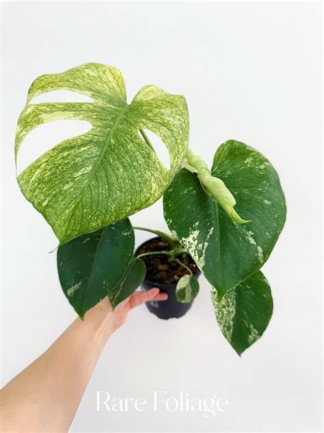 Monstera Mint Large Form White Monster 6” Rare Foliage Plant Co