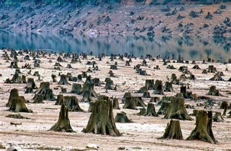 El Ecocidio Busca Un Lugar En El Derecho Internacional