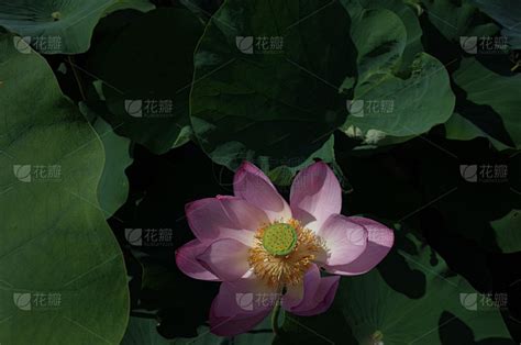 荷花 淡粉色