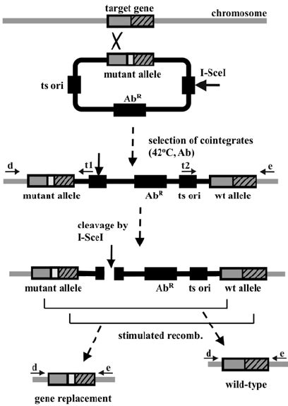 General Scheme Of The Suicide Plasmid Based Allele Replacement Download Scientific Diagram