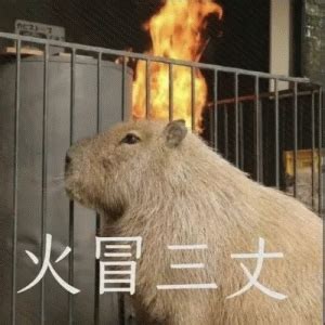 超级可爱的水豚表情包相关表情包 表情包专辑 求表情网 斗图从此不求人