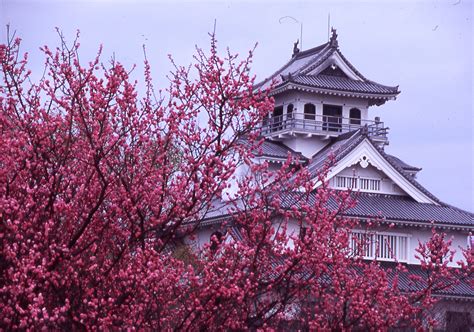 滋賀県の梅の名所梅林梅園2024琵琶湖沿線梅開花時期梅まつり JR琵琶湖線