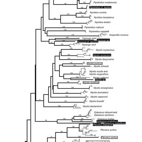 Pdf Molecular Species Identification Boosts Bat Diversity