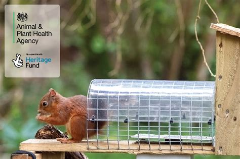Supporting Red Squirrel Conservation Apha Science Blog