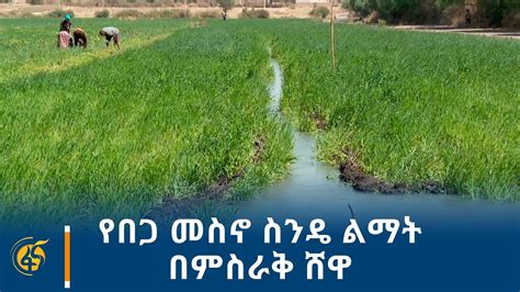 የበጋ መስኖ ስንዴ ልማት በምስራቅ ሸዋ Youtube