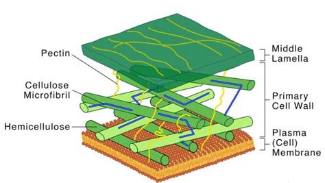 Cell Wall Diagram Cbse Class Notes Online Classnotes123