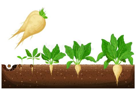 Sugar Beet Growth Stages Infographic Development And Productivity Of Sugar Beet Stock Vector
