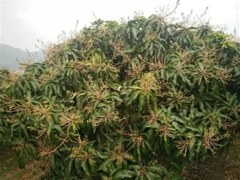 芒果秋梢如何快速发芽 怎么让芒果芽长得快 芒果发芽 第15页 大山谷图库