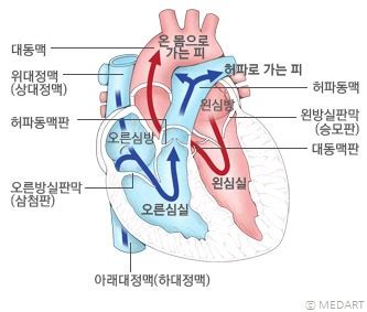 심장 네이버 블로그