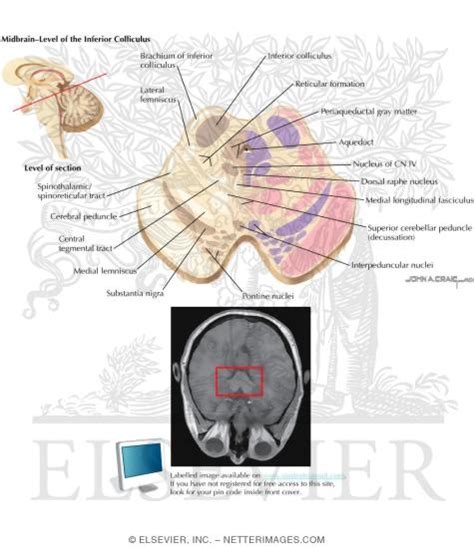 Inferior Colliculus Cross Section Cunninghams Text Book Of Anatomy